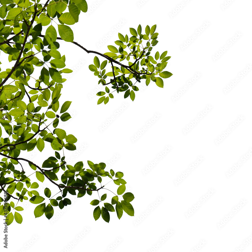 green tree branch isolated on white background, nature background Stock ...