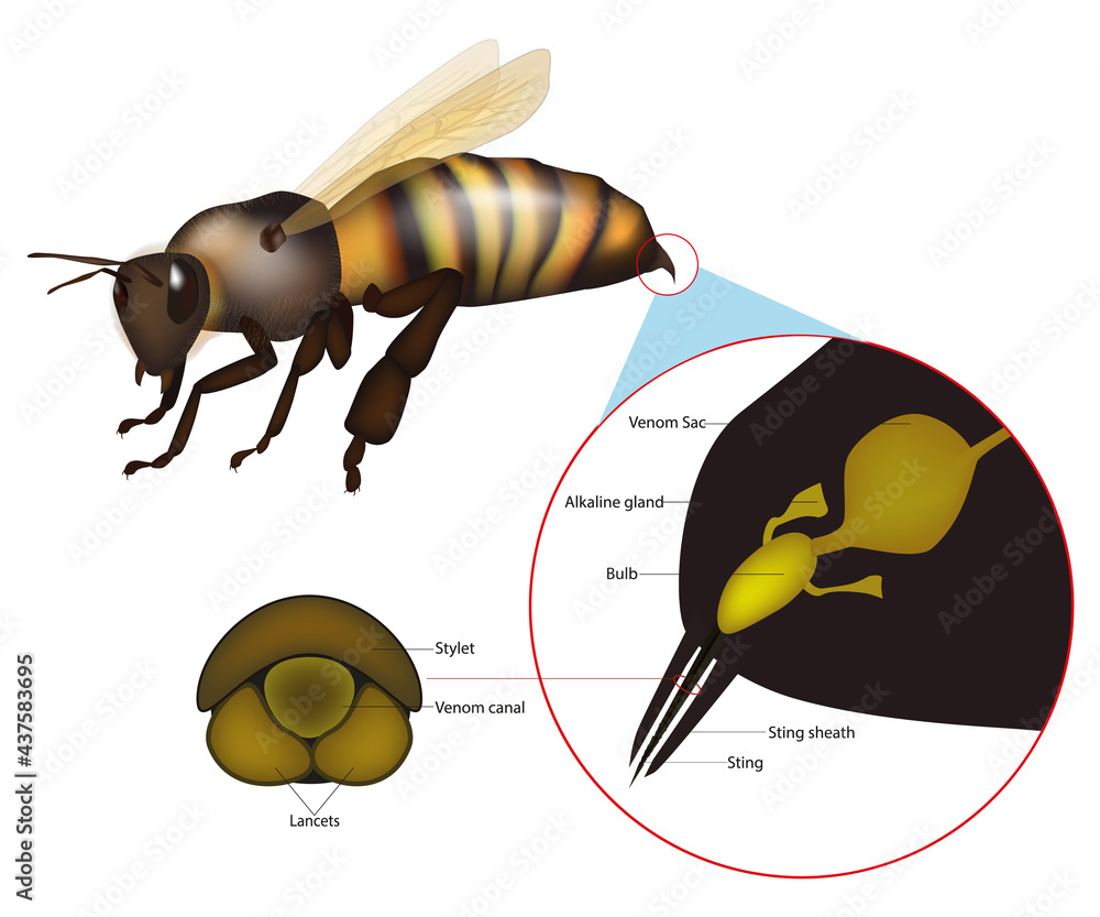 Bee Sting Anatomy