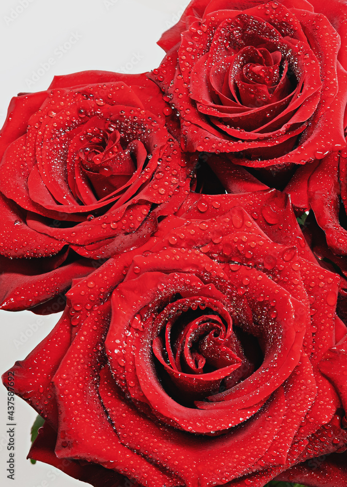 Three red roses with dew drops. Macro backgrounds of open rosebuds ...