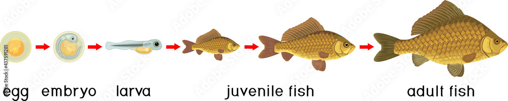 Fish life cycle. Sequence of stages of development of Crucian carp ...