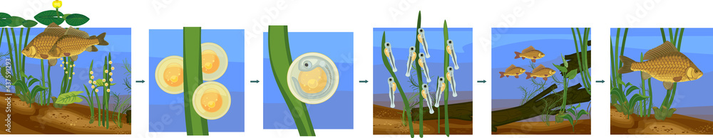 Fish life cycle. Sequence of stages of development of Crucian carp ...