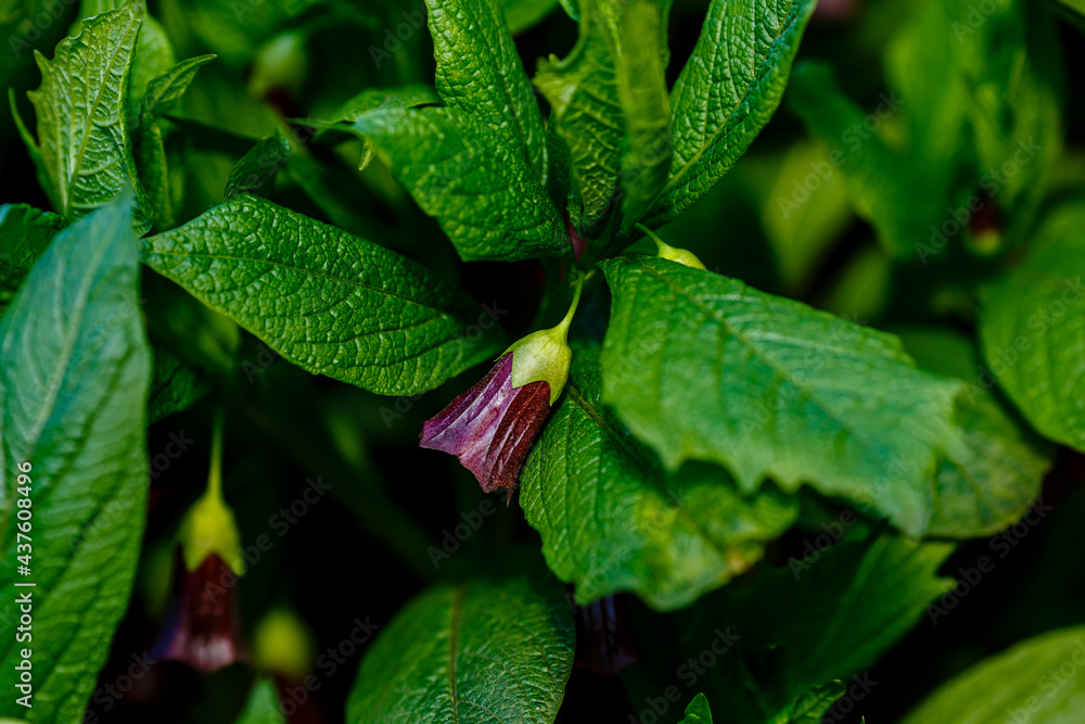 Flower of deadly nightshade or atropa beladonna. Atropa beladonna is a ...