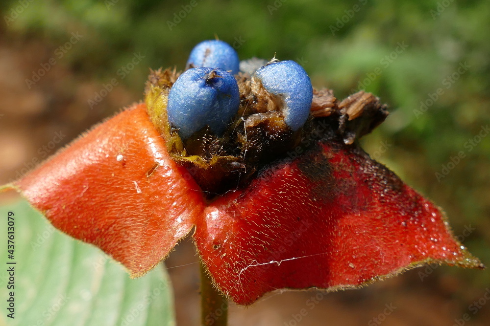 Hot Lips Plant (Psychotria tomentosa) with contrasting red bract and ...