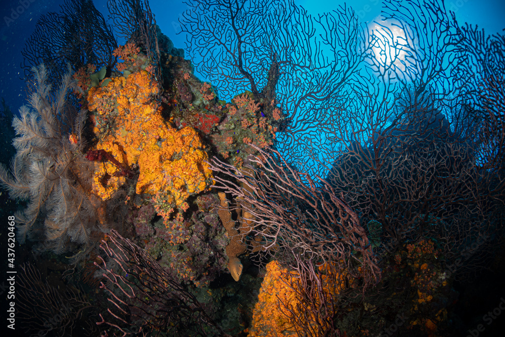 Coral reefs on the Dutch Caribbean island of Saba Stock Photo | Adobe Stock
