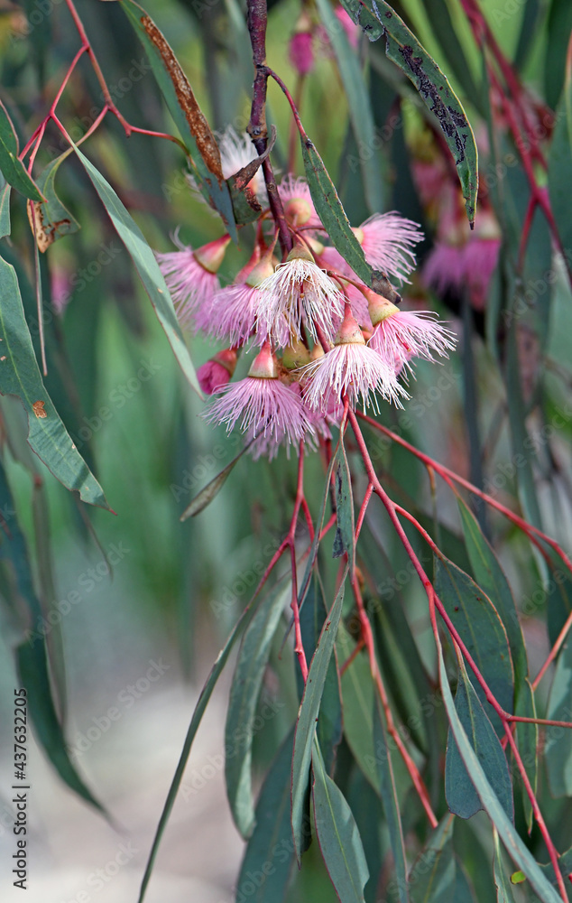 Fotka „Pink blossoms of the Australian native Red Ironbark Eucalyptus ...