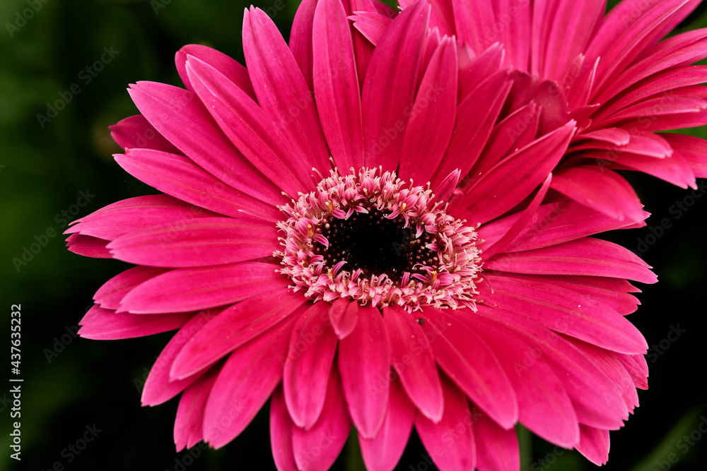 Gerbera Daisy is native to tropical regions of South America, Africa ...