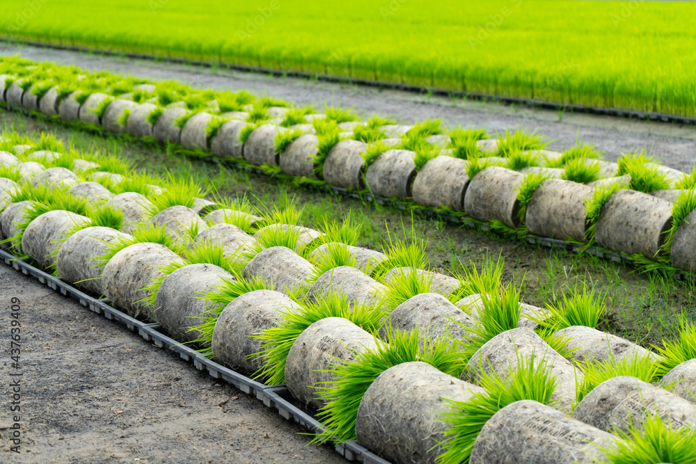 Rice seedling is young plant in nursery farm with green rice field ...