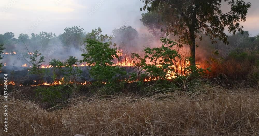 Fire Africa bush savannah wildfire forest grass 4K. Bush savannah ...