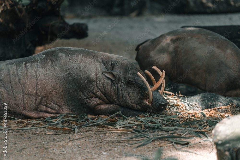 Wild pig Babirussa in a zoo Stock Photo | Adobe Stock