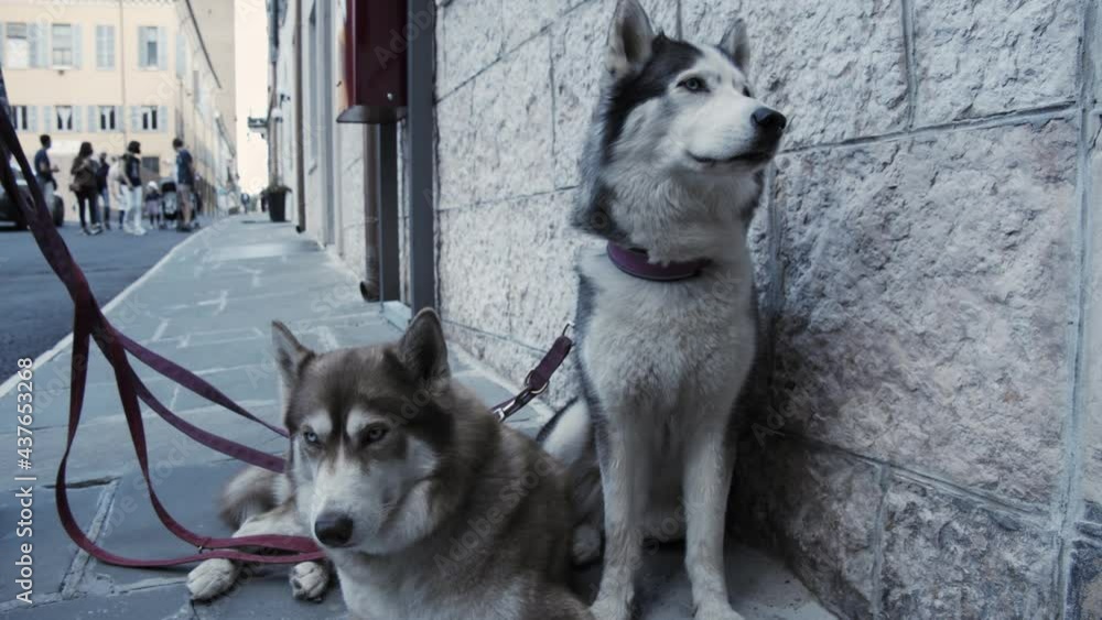 Two beautiful husky dogs sitting on pavement. Siberian huskies on a ...