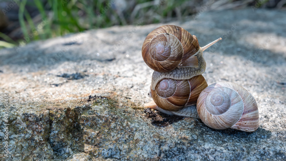 Snails on a rock where one rides on the other. The picture was taken in ...