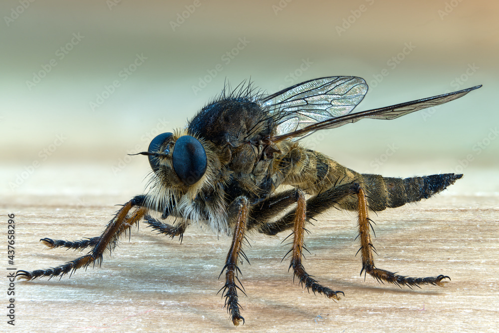 Extreme macro photography of an insect called a killer fly Stock Photo ...