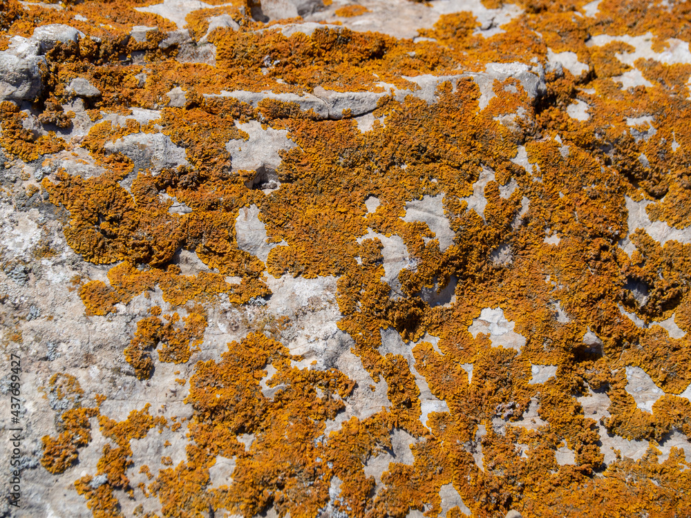 The texture of a gray stone covered with orange moss in full screen ...