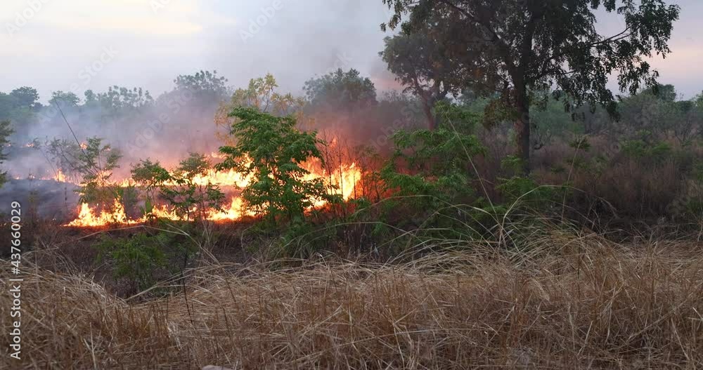 Fire Africa bush savannah wildfire forest grass fast motion . Bush ...
