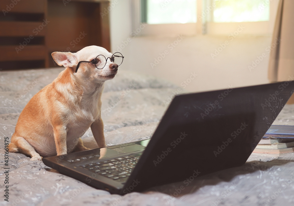 Dog Laptop