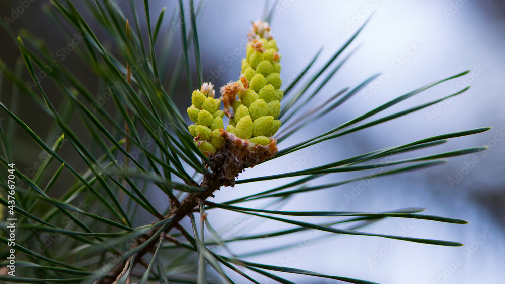 pinus resinosa. young tender cones on a pine branch in the forest ...