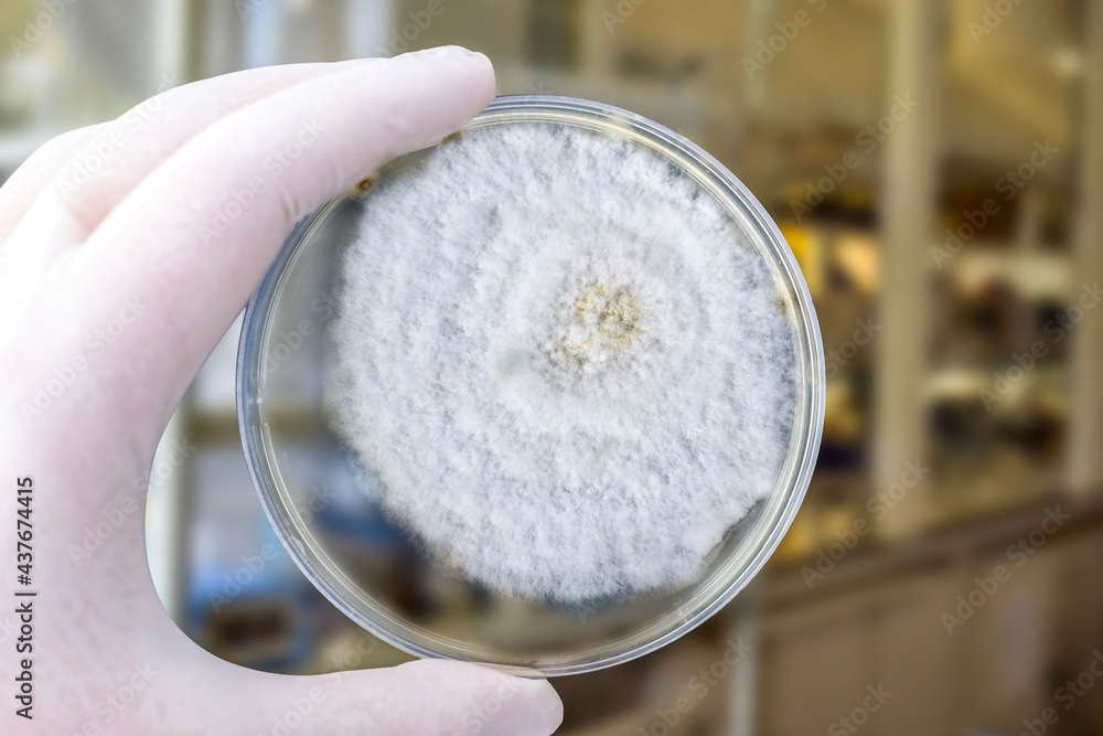 Colony of Mucor fungi grown on Petri dish. Also known as black fungus ...
