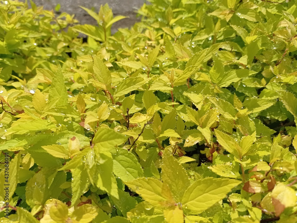 greenery, floral, japonica, plant, season, spring, beauty, vegetation ...