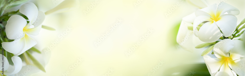 Nature of flower in garden using as cover page background natural flora ...