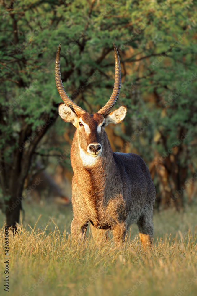 African Waterbuck
