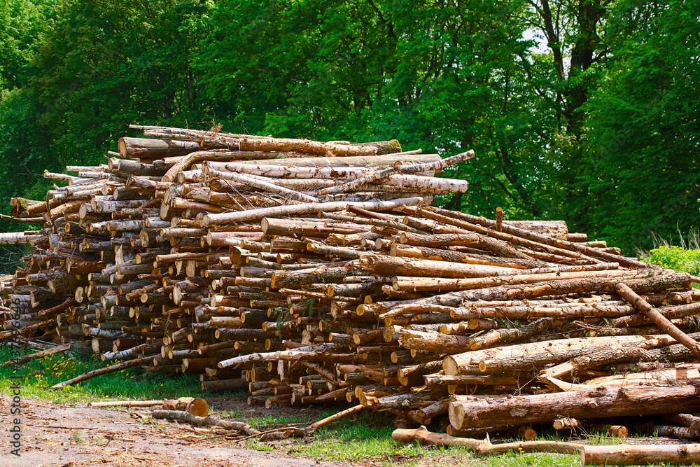 Forest wood industry, wood trunks timber harvesting in forest. Natural ...
