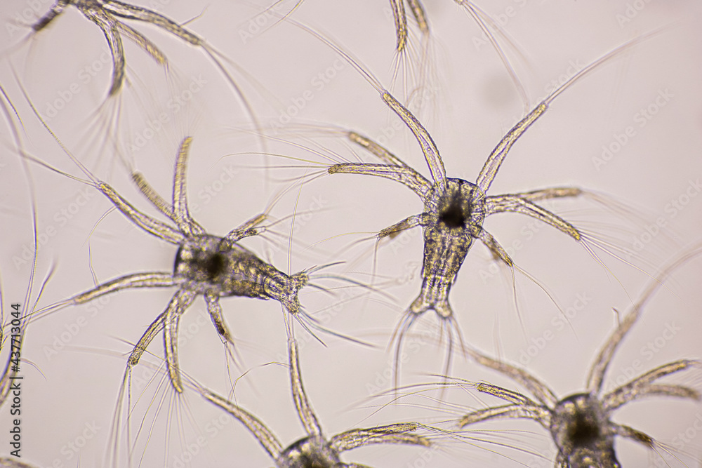 Closeup nauplius stage of vannamei shrimp in light microscope, Shrimp ...