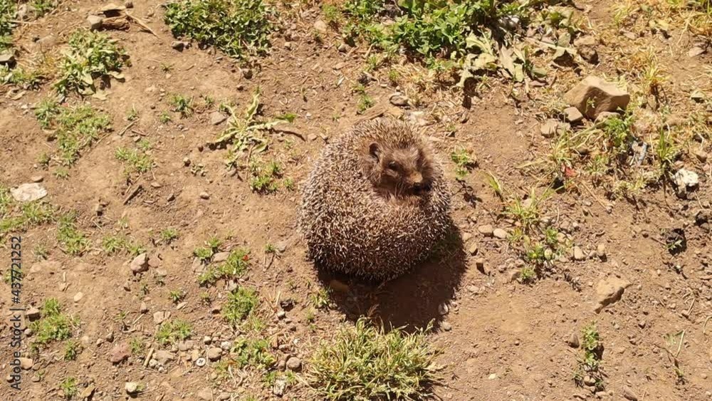 Hedgehog. Hedgehog curling up into a ball. Hedgehog on grass in the ...
