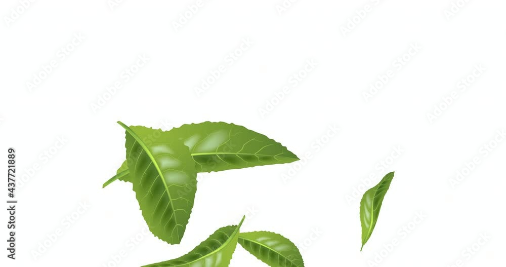 Animated beautiful flying green tea leaf isolated on white background ...