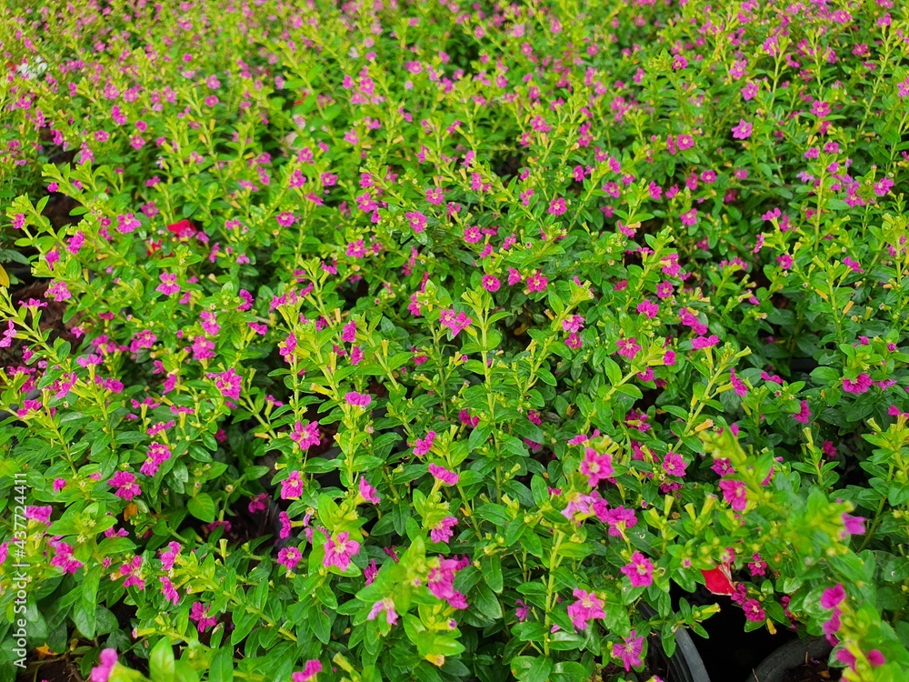 Cuphea hyssopifola has purplish-pink, pink or white flowers that bloom ...
