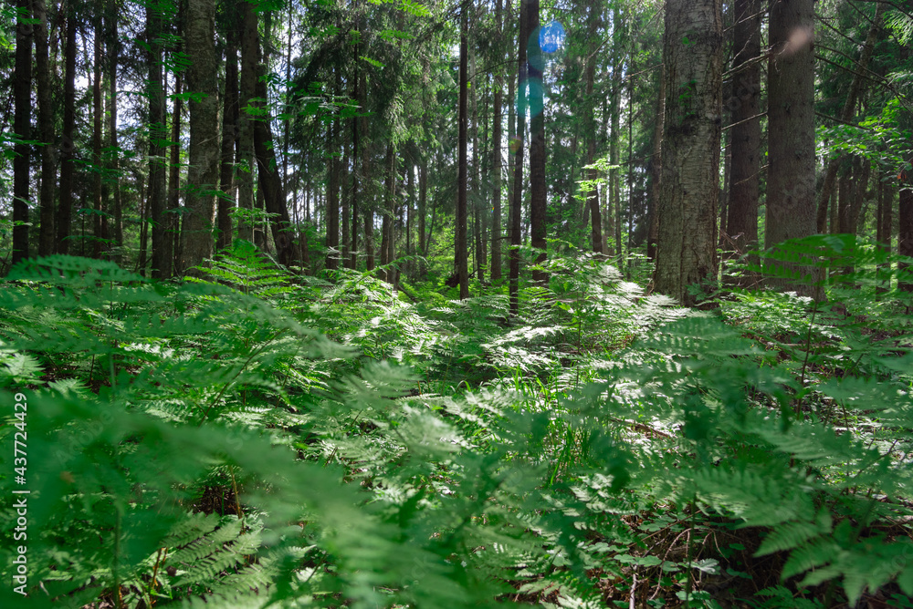 Go green. Green fern tree growing in summer. Fern with green leaves on ...