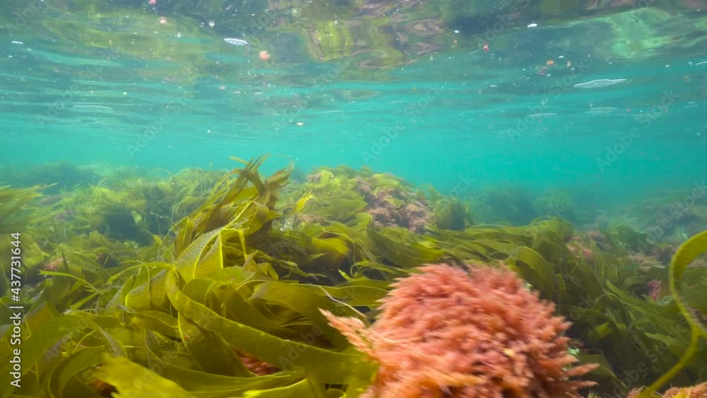 Ripples of algae seaweeds underwater near water surface, Atlantic ocean ...