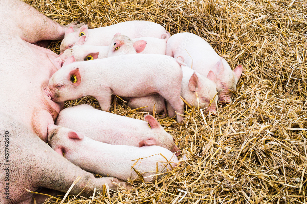 A litter of pigs sleeping and suckling from their mother. Stock Photo ...