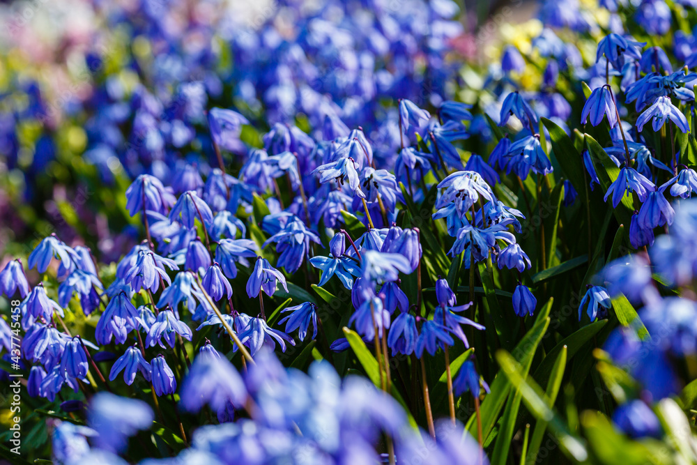 Siberian Scilla ( lat. Scilla siberica ) is a perennial herbaceous ...