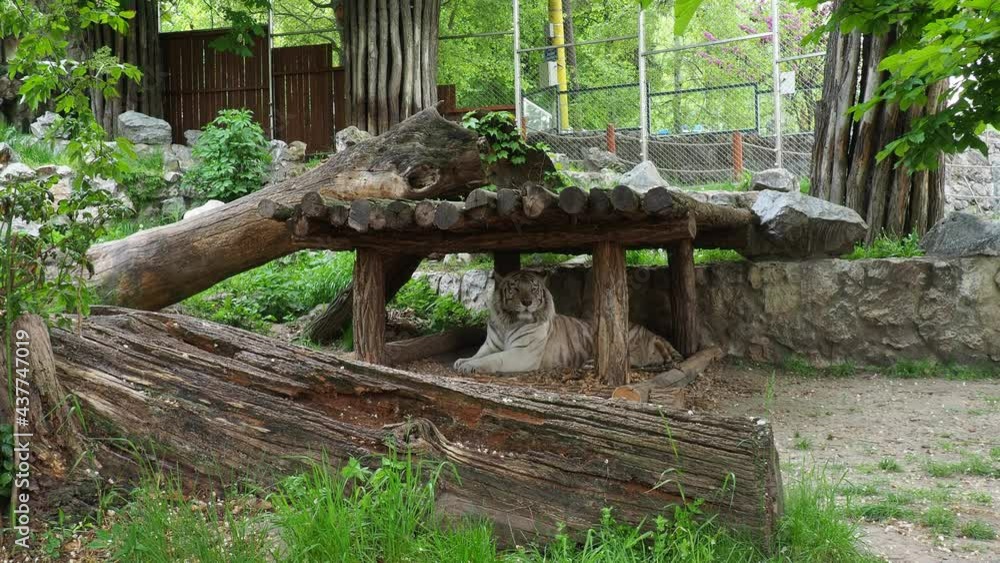 Bengal tiger, Panthera tigris tigris or Panthera tigris bengalensis ...