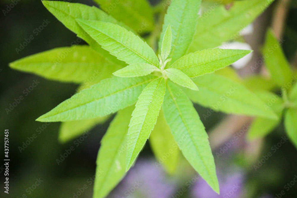 Planta medicinal de Hierba Luisa Stock Photo | Adobe Stock