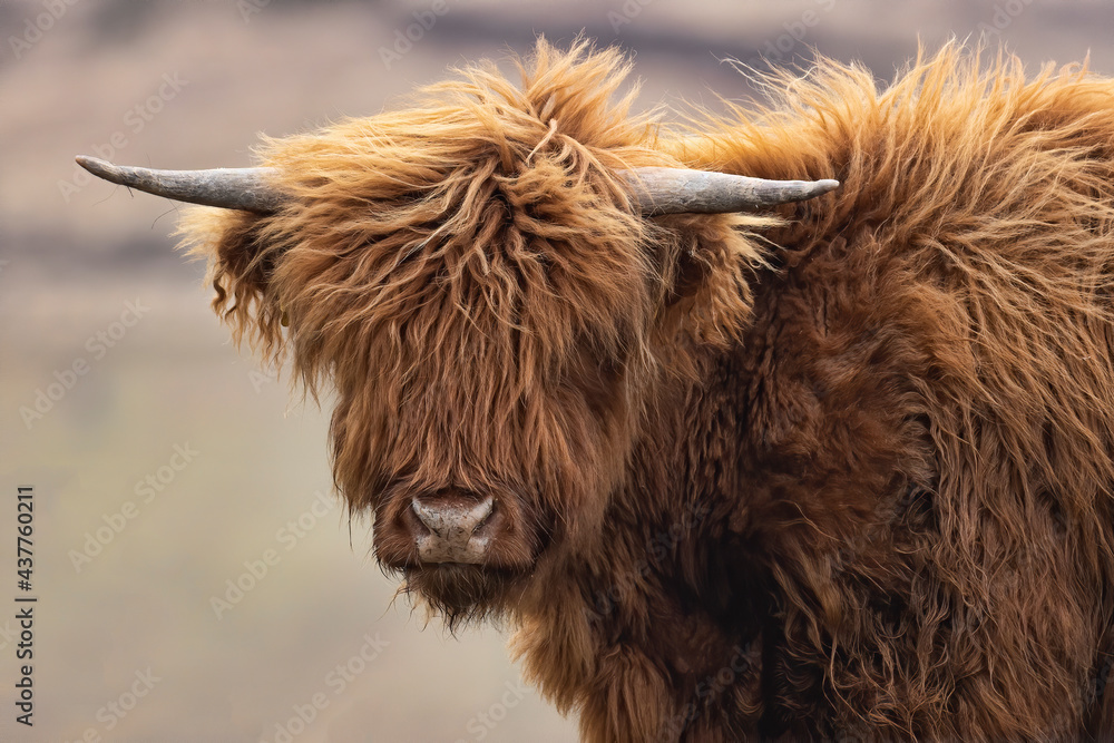 Head and shoulder photo of highland cattle young cow with shaggy hair ...