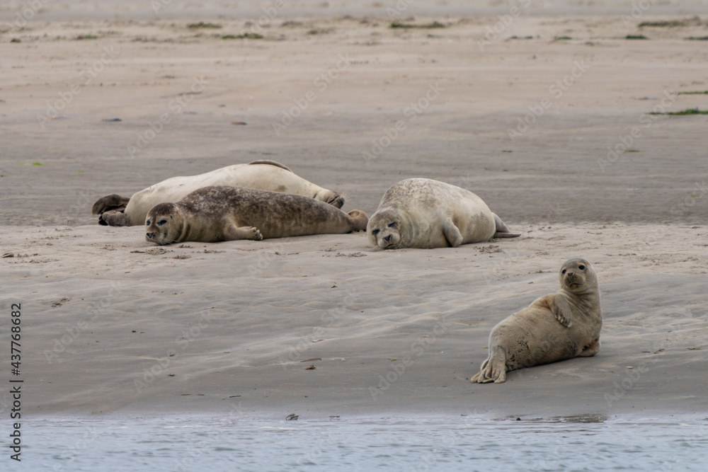 three common seals basking in the sun on a sandbank in the Wadden Sea ...