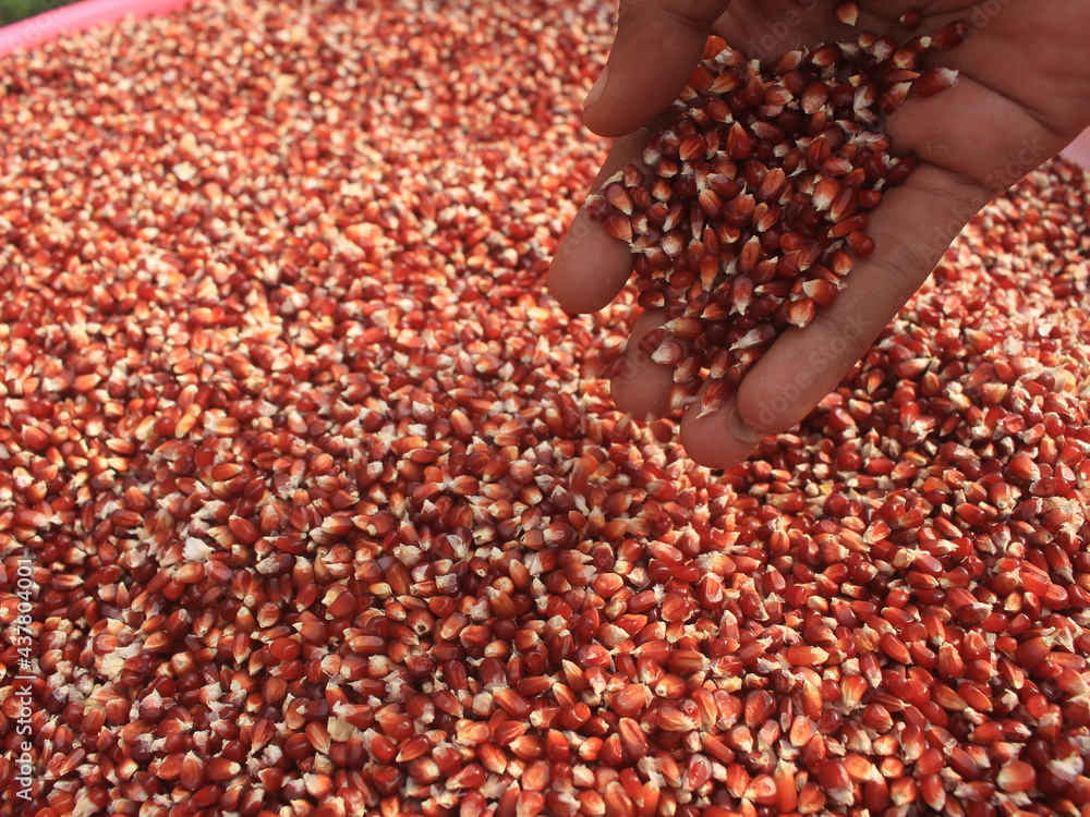the process of drying red corn naturally to dry and produce quality dry ...