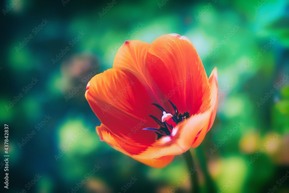 Die fröhliche Frühlings Tulpe Tulip im Garten Blumenmeer als offene ...