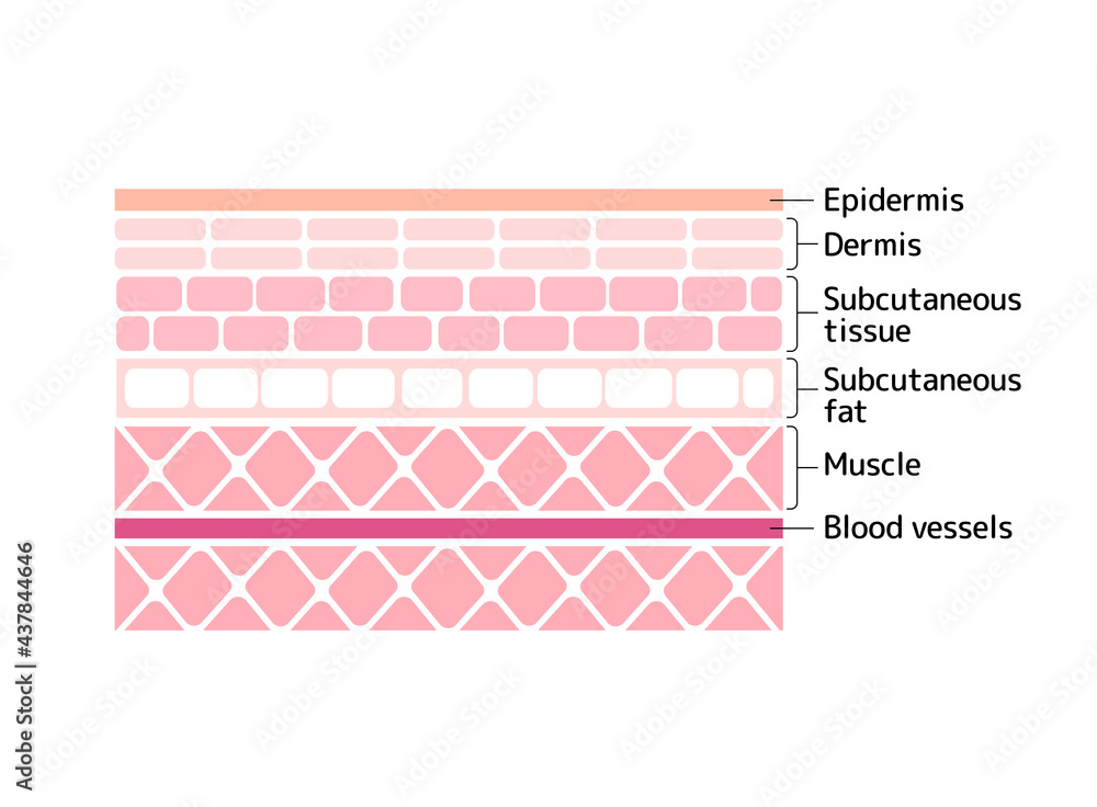 Layer of human skin vector illustration ( from epidermis to muscle ...