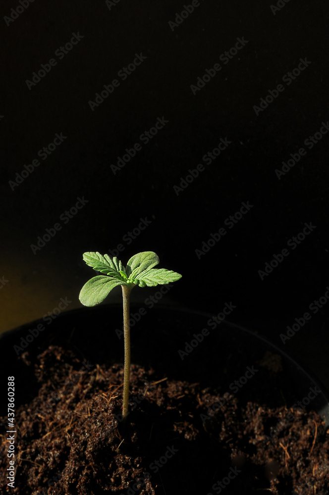 Cannabis sprout close-up isolated in soil background. Fresh young ...