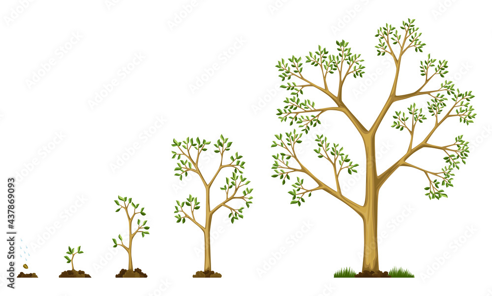 Stages growth of tree from seed. Watering the seeds. Collection of ...