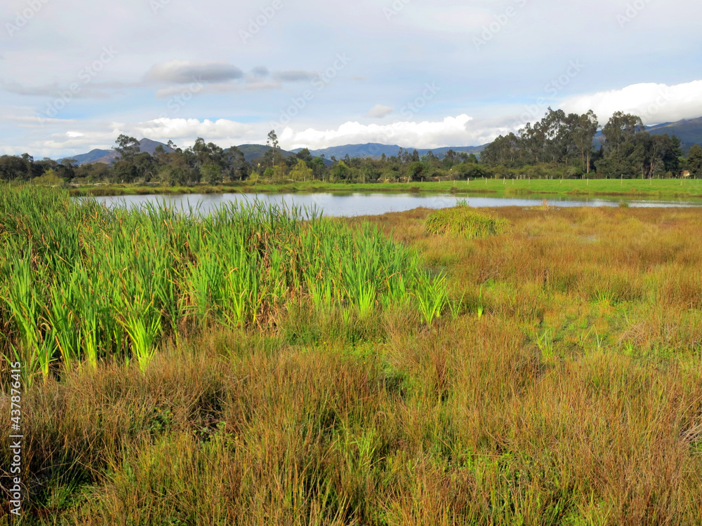 Bogotáwaterral leefgebied; Bogota Rail habitat Stock Photo | Adobe Stock