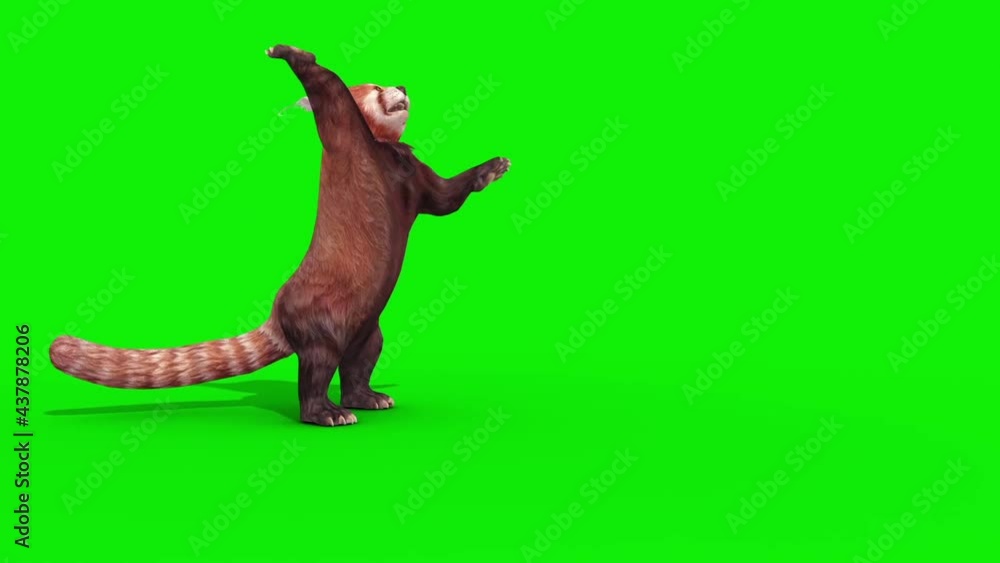 Red Panda Green Screen Attacks 2 Side Loop 3D Rendering Animation Stock ...