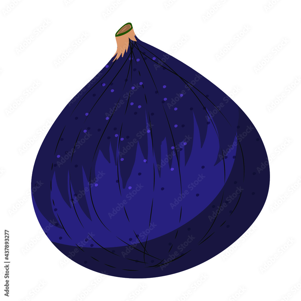 Sketch fig fruit. Summer background. Isolated vector set. Vector ...