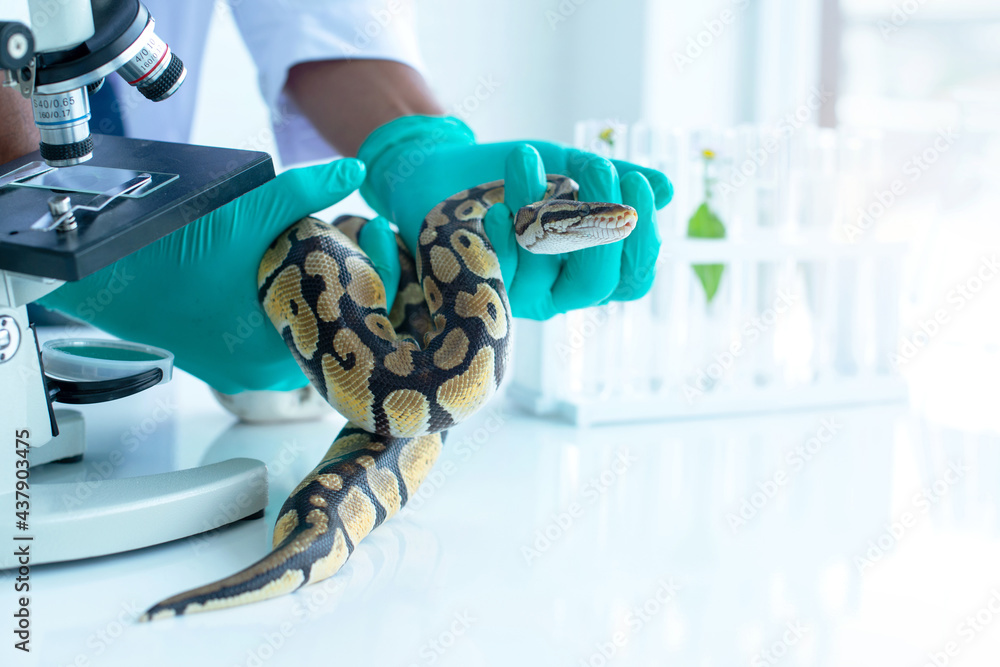 Scientists are working to study snakes in the lab, study of biology on ...