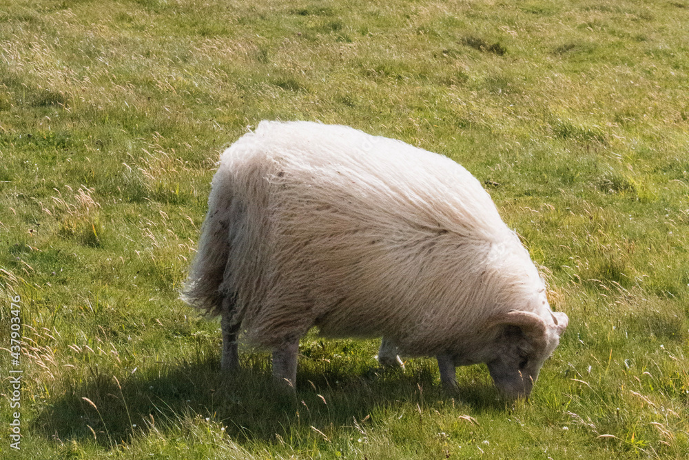 sheep in the wind in iceland fields Stock Photo | Adobe Stock