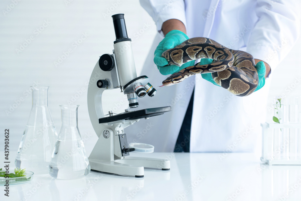 Scientists are working to study snakes in hands in the lab, study of ...
