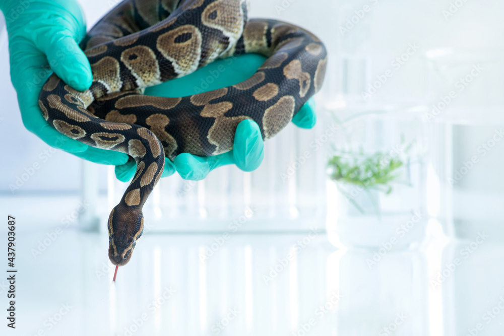 Scientists are working to study snakes in the lab, study of biology on ...