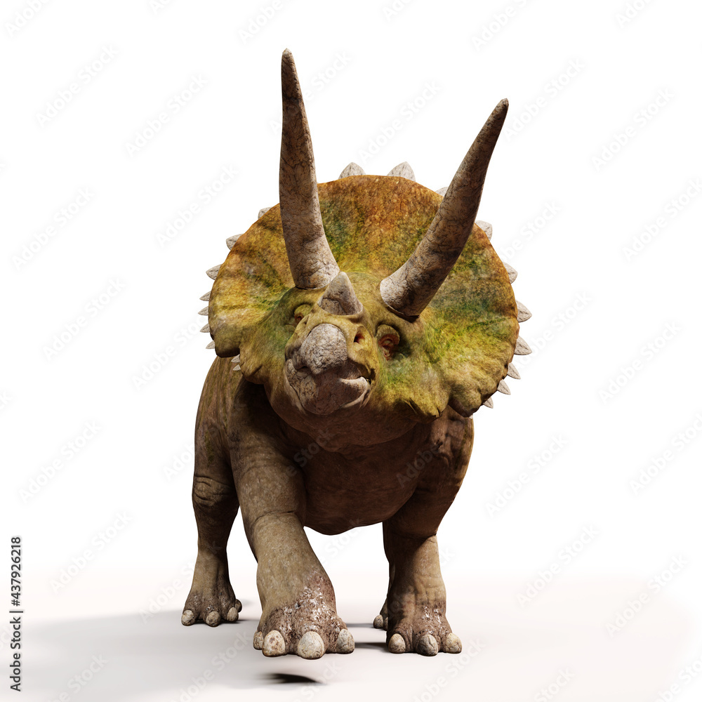 Triceratops horridus, walking dinosaur isolated with shadow on white background, front view ...